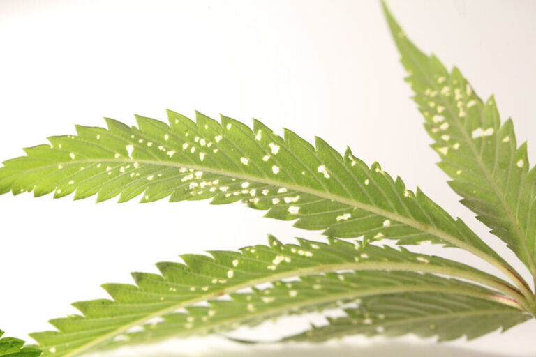 How to Diagnose Cannabis Leaf Symptoms - HTG