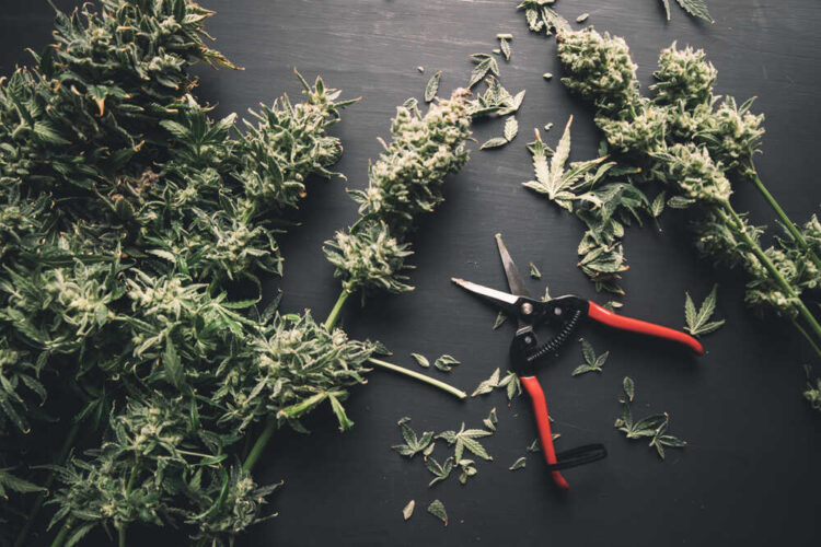 How to Trim Your Weed Plants: A Beginner's Guide to Pruning