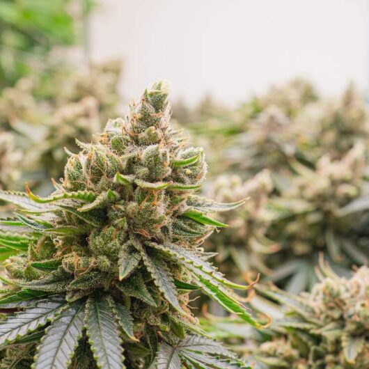 How to FIM Cannabis Plants for Maximum Yield