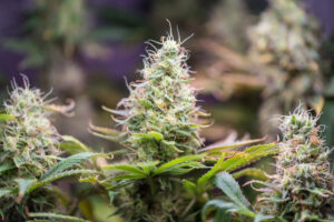 Best Autoflower Nutrient Feeding Schedule for Maximum Yield