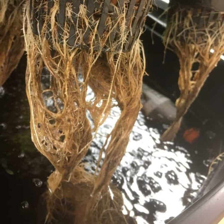 How to Identify and Treat Fusarium on Cannabis