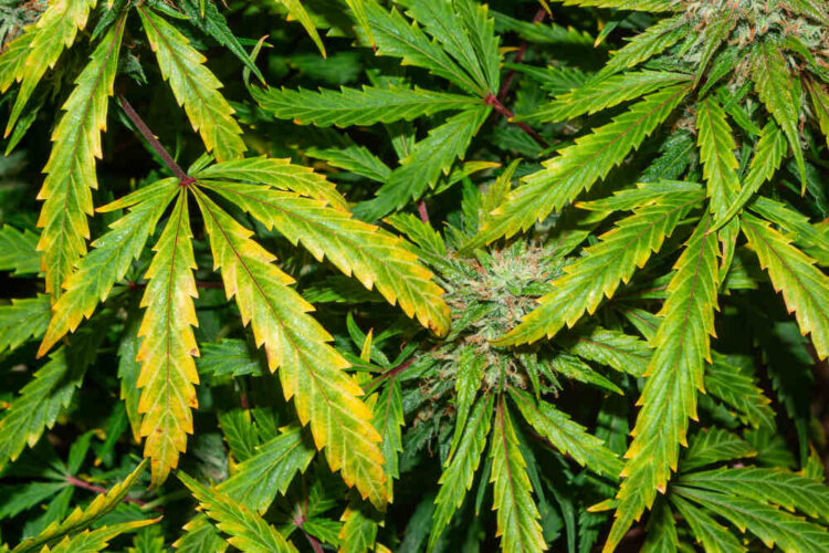 Identify and Fix Yellow Cannabis Leaves - HTG