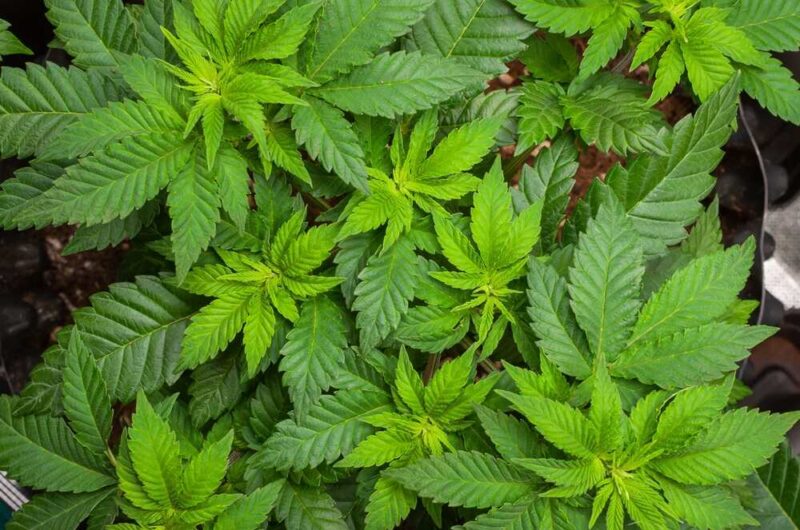 What is the best autoflower light cycle? | HTG Blog