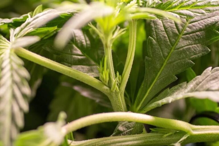 Complete Guide to the Cannabis Flowering Stage