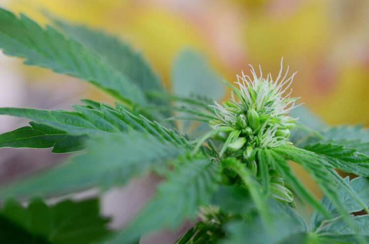 How to Identify a Hermie Cannabis