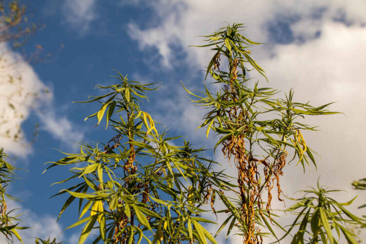 Identify and Fix Cannabis Leaves Drooping - HTG