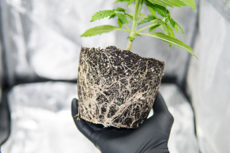 Cannabis Plant Anatomy Explained: From Roots to Trichomes
