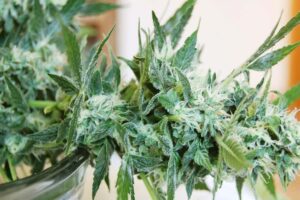 How to Identify and Treat Powdery Mildew on Cannabis Plants