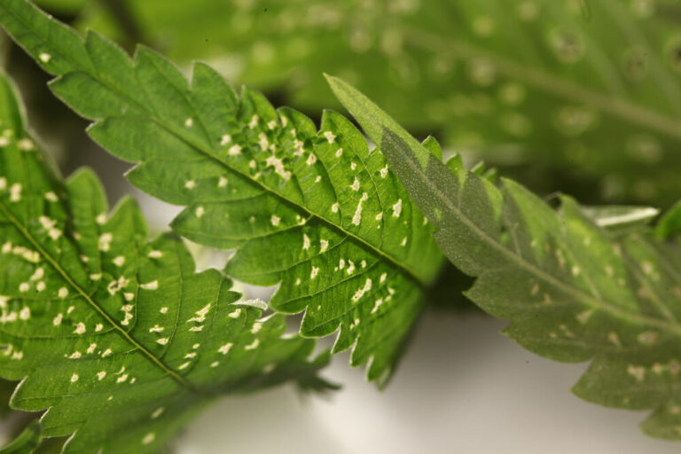 Identify and Fix Brown Spots on Cannabis - HTG