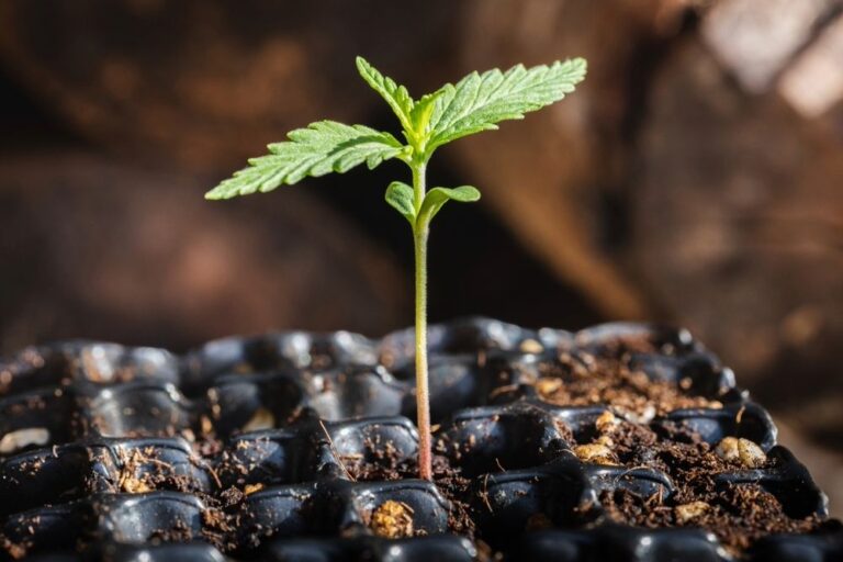 What is the best autoflower light cycle? | HTG Blog