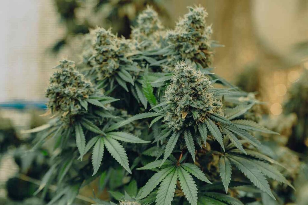 What are the best indica strains? | HTG Blog
