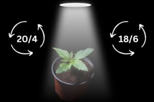 What is the best autoflower light cycle? | HTG Blog