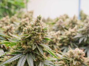 What are the highest yielding cannabis strains | HTG Blog